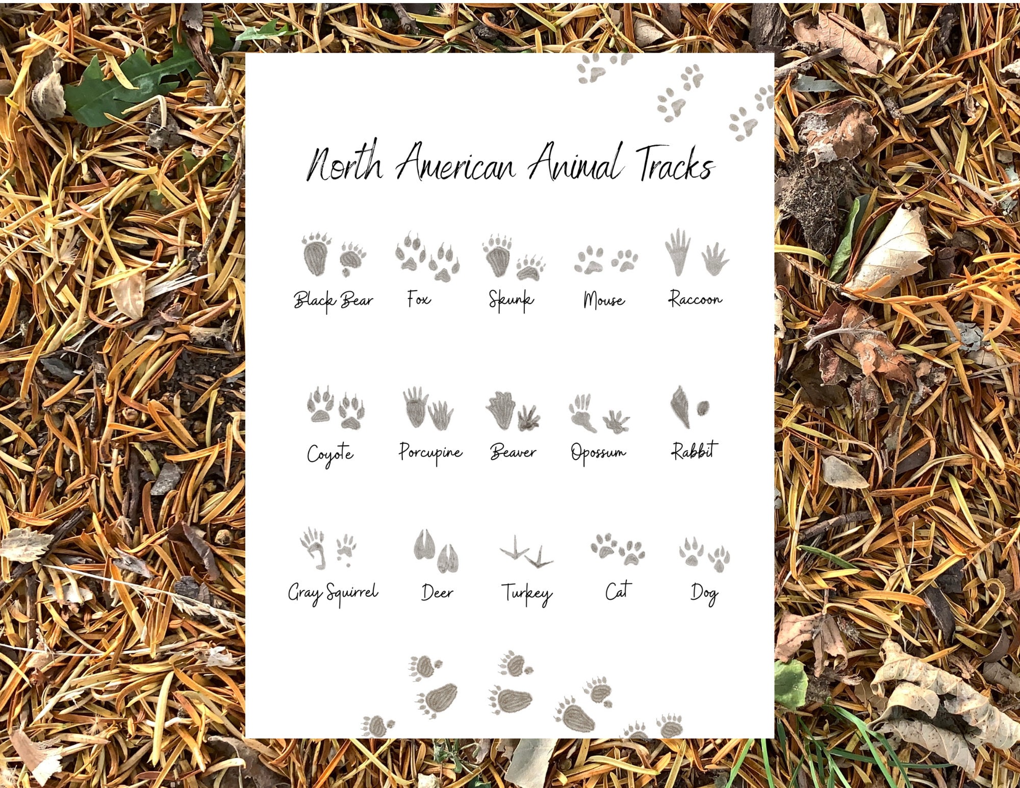 North American Animal Tracks Digital Download - Etsy