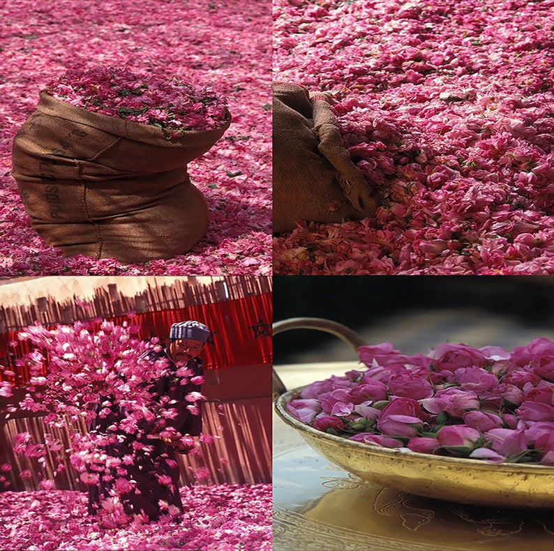 Somali Rose Perfume&body Oil - Etsy