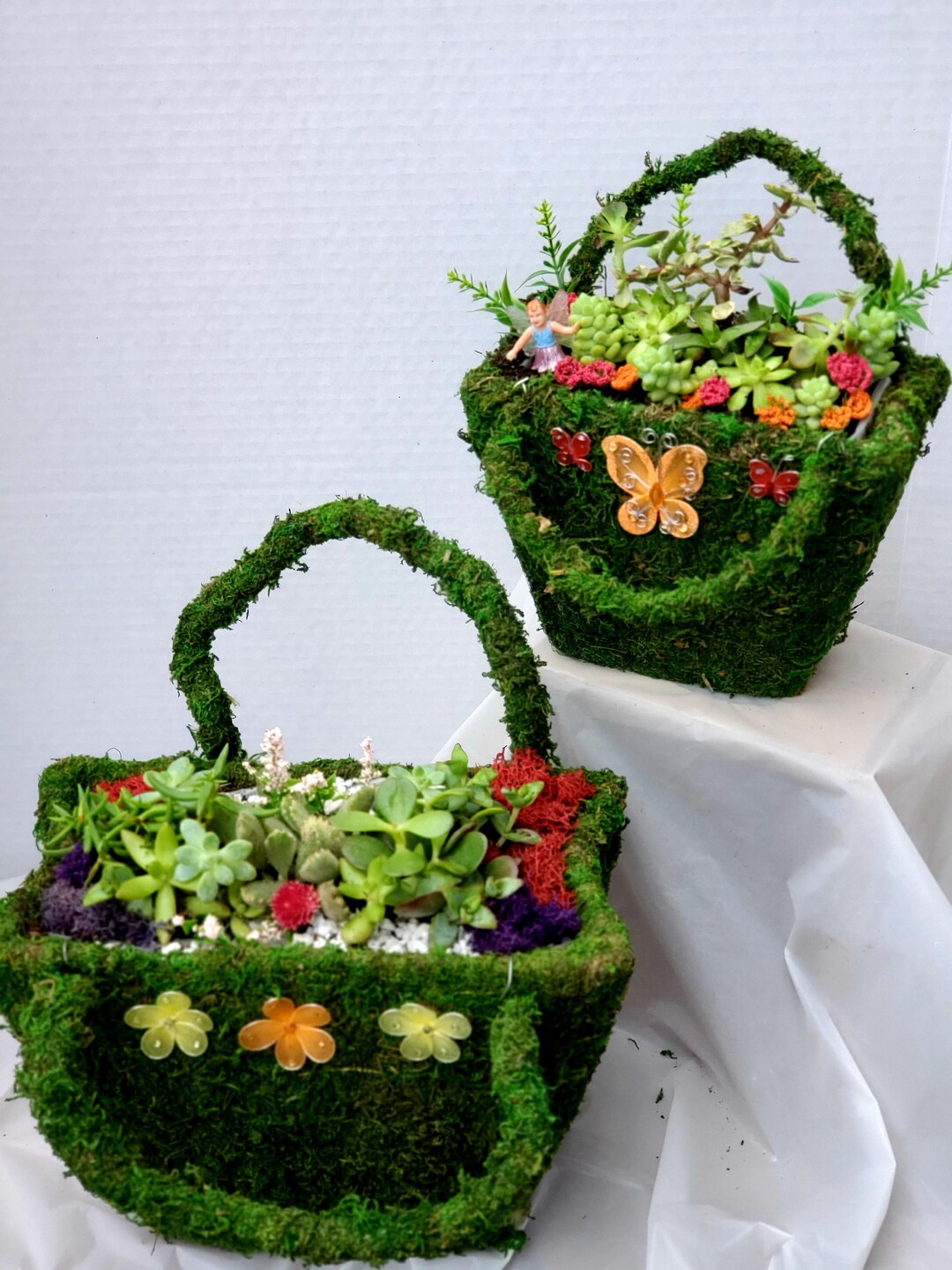 2 Preserved Green Moss Baskets With Succulents Arrangements Combo - Etsy