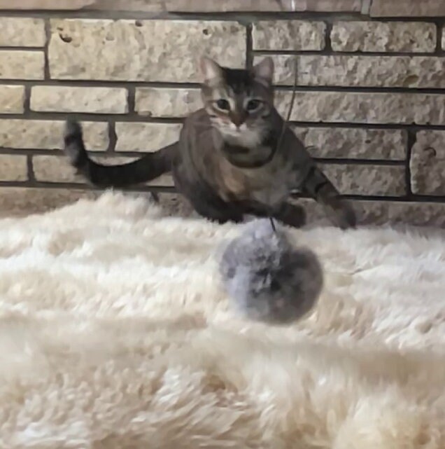 Tues Tamer Ragin' Rabbit Cat Toy - Etsy