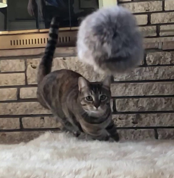 Tues Tamer Ragin' Rabbit Cat Toy - Etsy