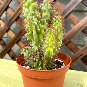 Cereus Peruvianus Curiosity Cactus Plant-succulent & Cacti Live Cactus ...