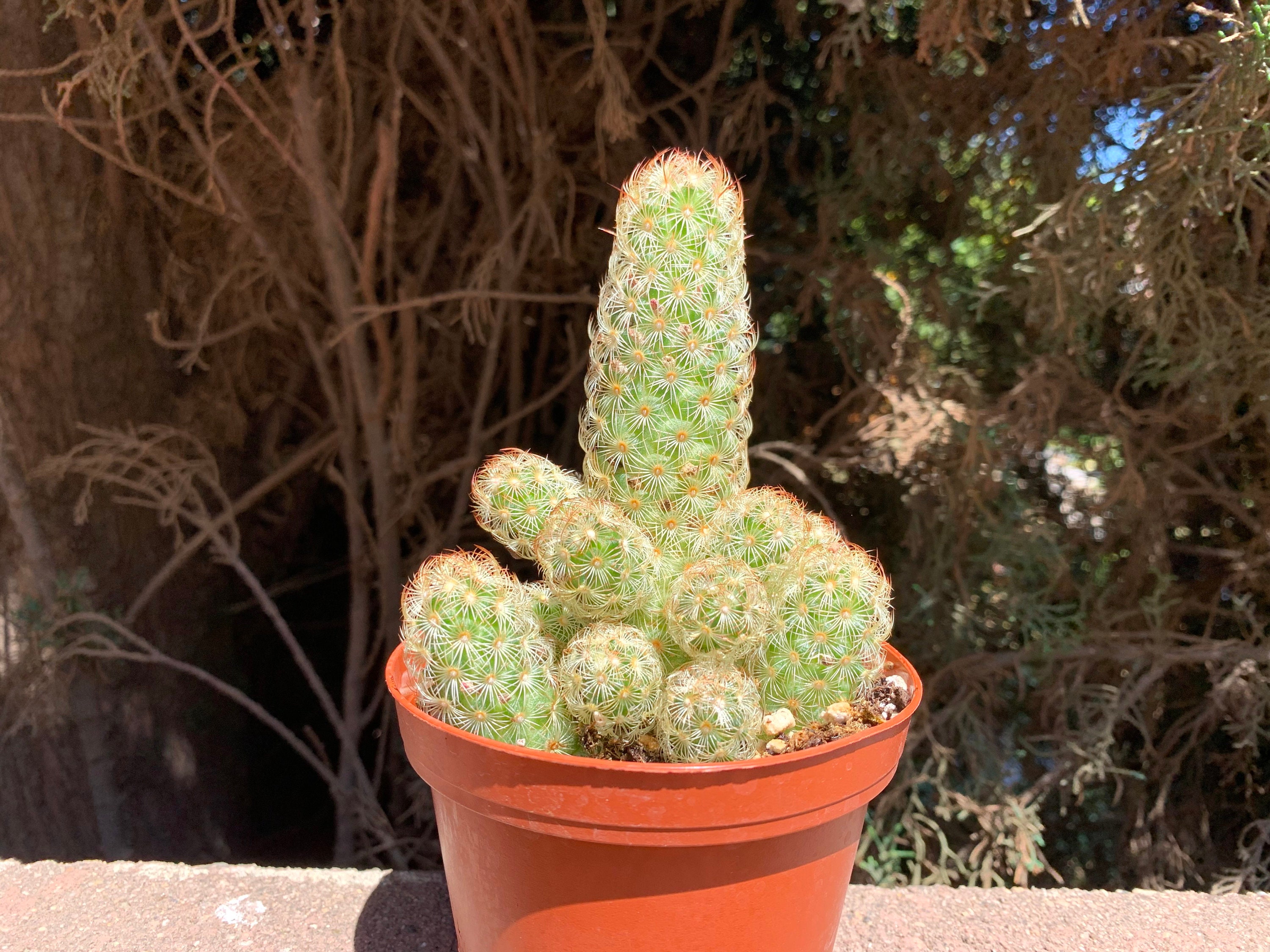 4 Lady Finger Cactus Angel Wing Cactus-optunia | Etsy