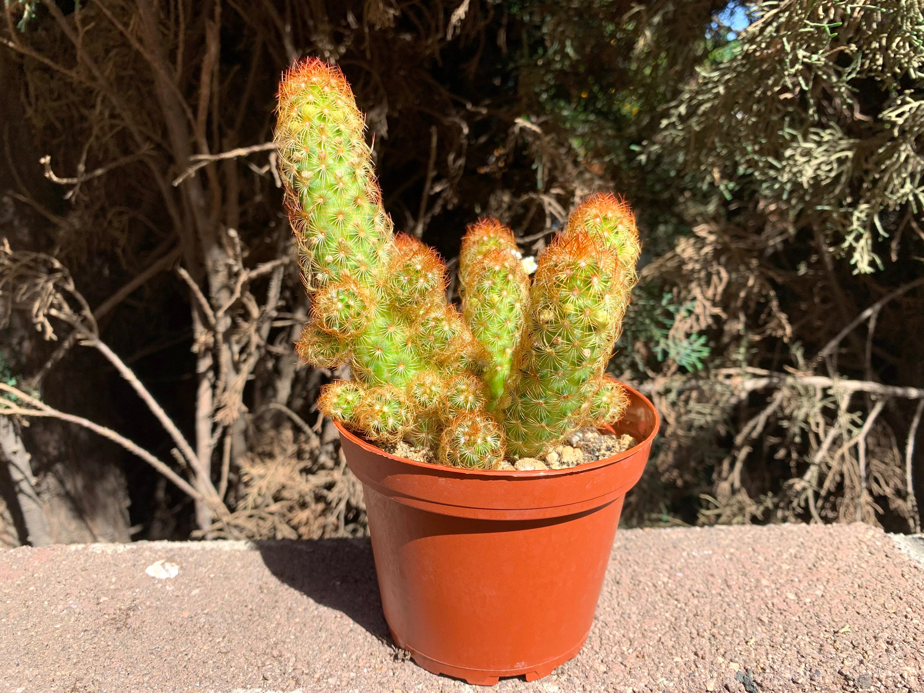 4 Lady Finger Cactus Plant Angel Wing Cactus | Etsy
