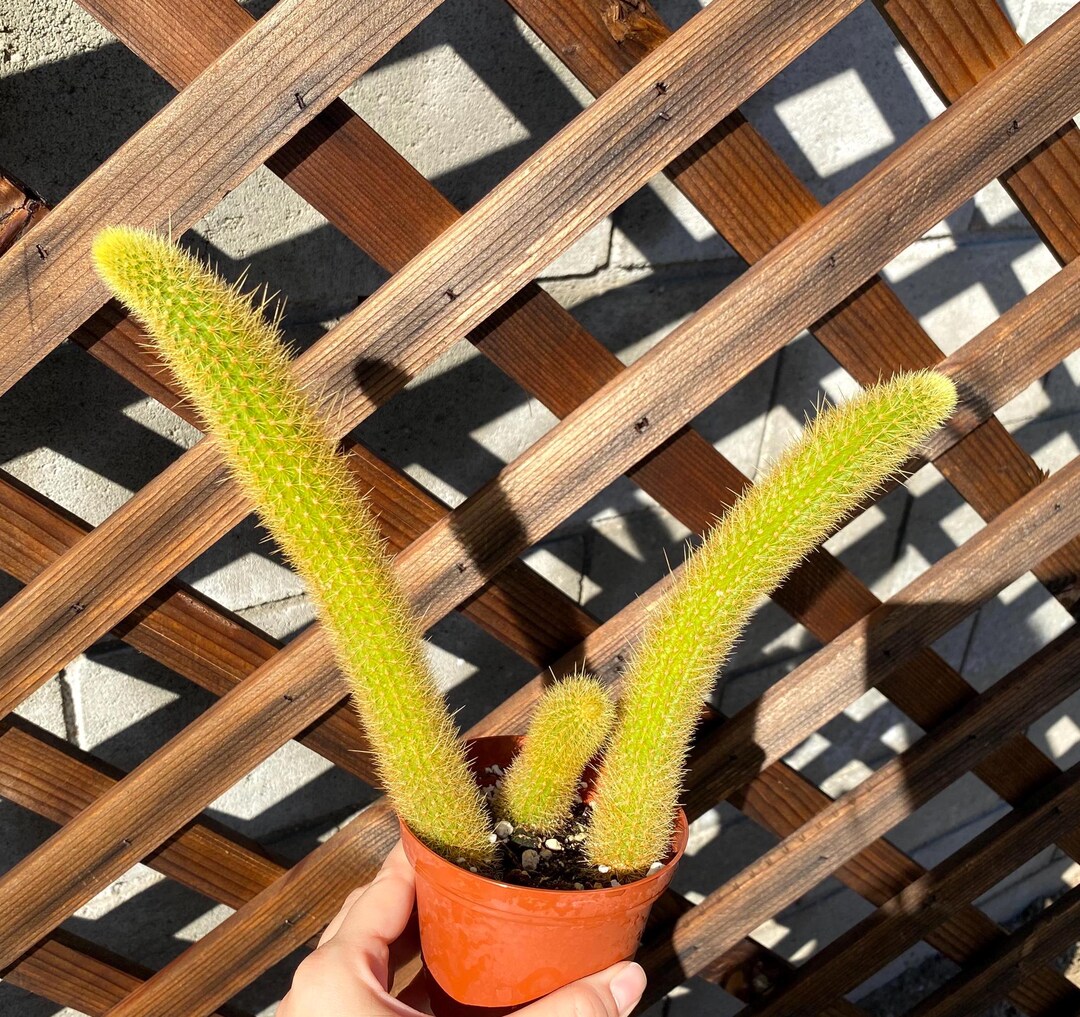 4 Monkey Tail Cactus Plant Cacti Succulent Live Plant Unique Live ...