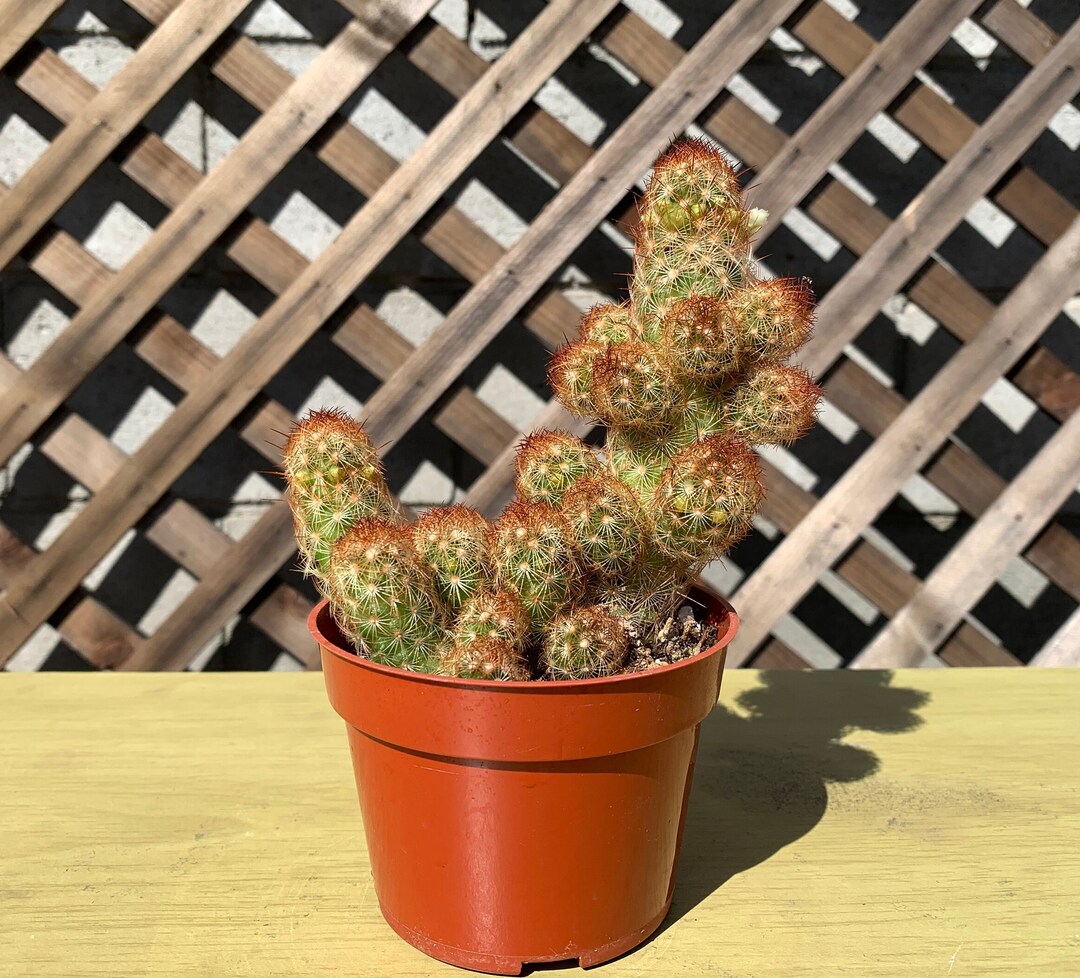 4 Lady Finger Cactus Angel Wing Cactus-optunia Microdasys-succulents ...