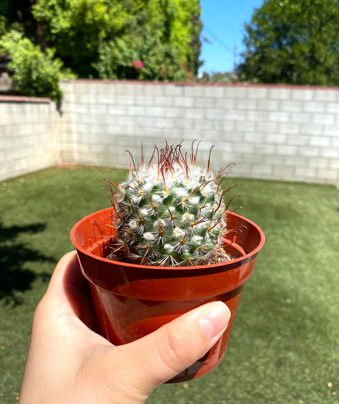 Rare Cactus Plant Red Thorn Mammillaria golden Ball Cactus Plant Live ...