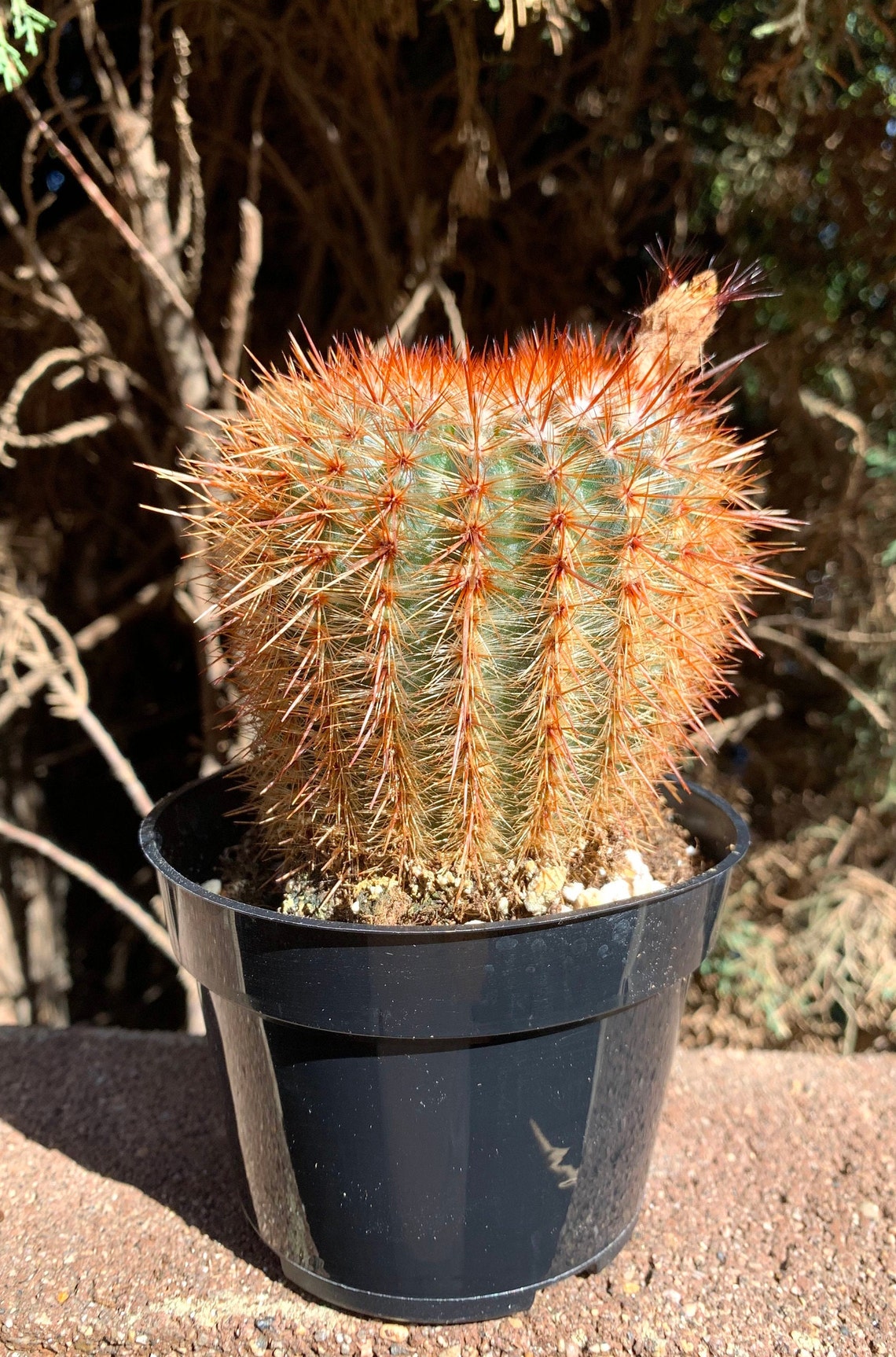Rare Cactus Plant Red Thorn Mammillaria golden Ball Cactus - Etsy