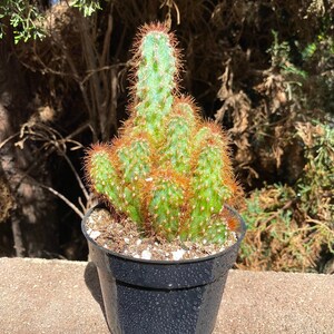 Cereus Peruvianus Curiosity Cactus Plant Succulent & Cacti-live Cactus ...