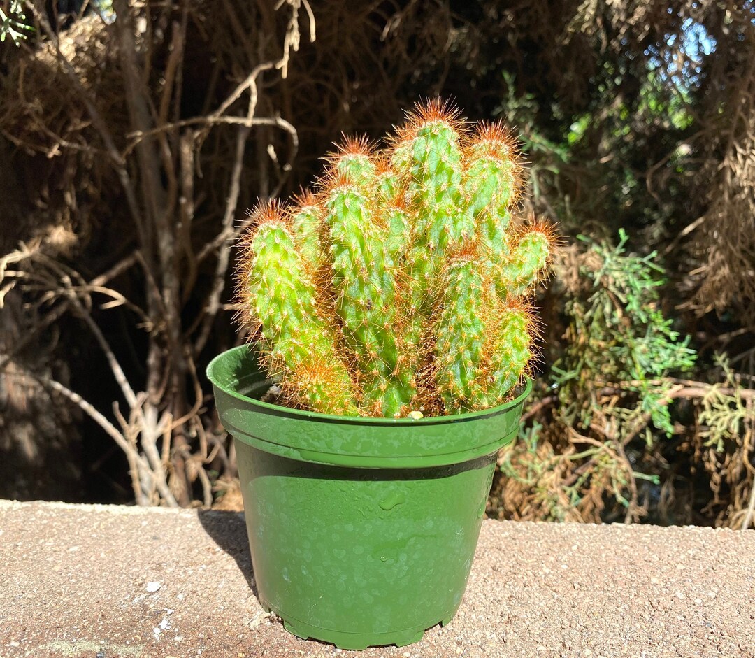 4 Large Cactus-cacti Succulent-live Plant Unique-live Cactus-succulents ...