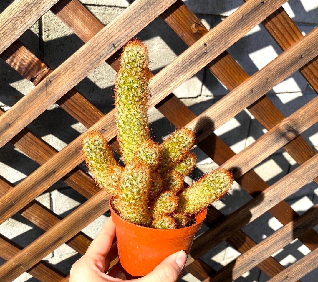 4" Lady Finger Cactus - Angel Wing Cactus-optunia Microdasys-succulents ...