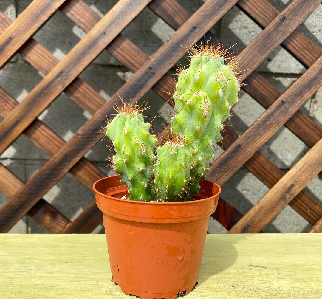 4 Cactus Cereus Peruvianus Curiosity Cactus Plant Cacti Succulent-live ...
