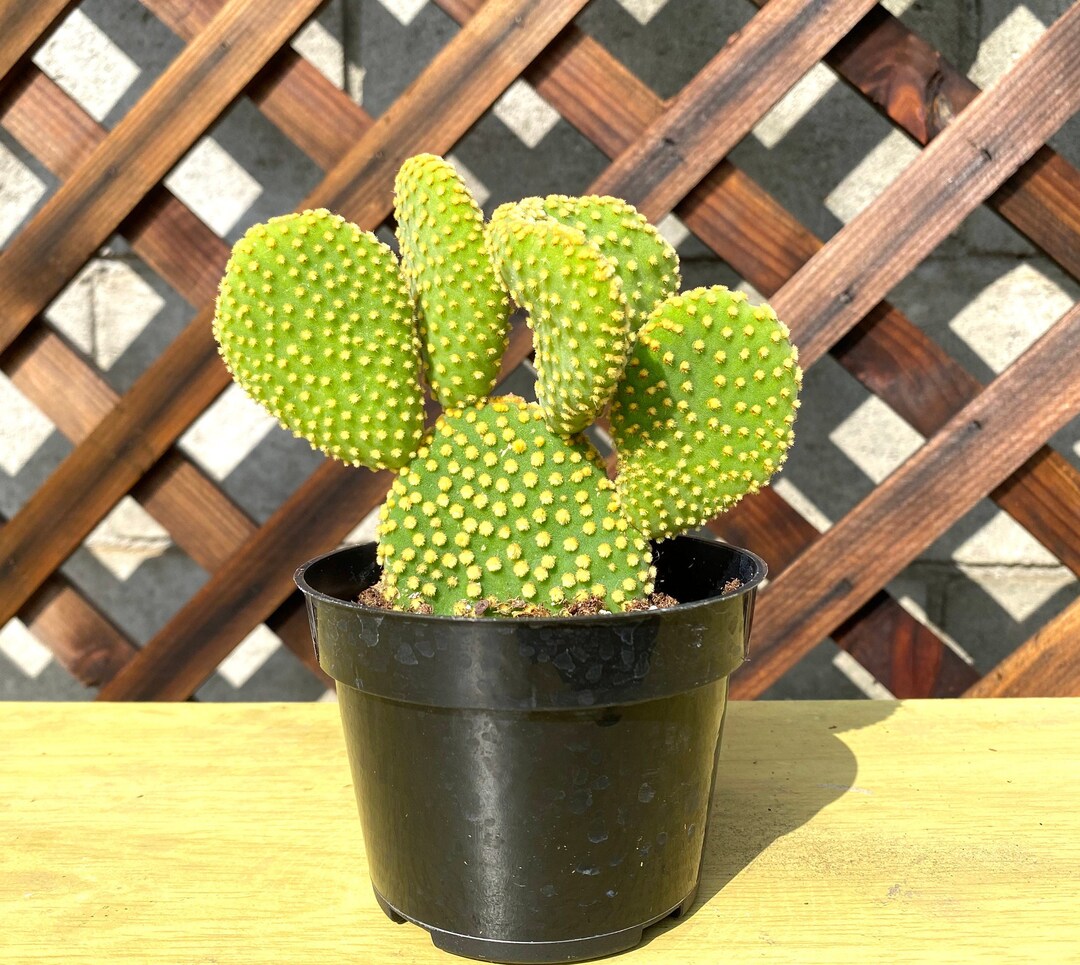 Polka Dot 4 Cactus Plant cacti Succulent-live Plant Unique-live Cactus ...