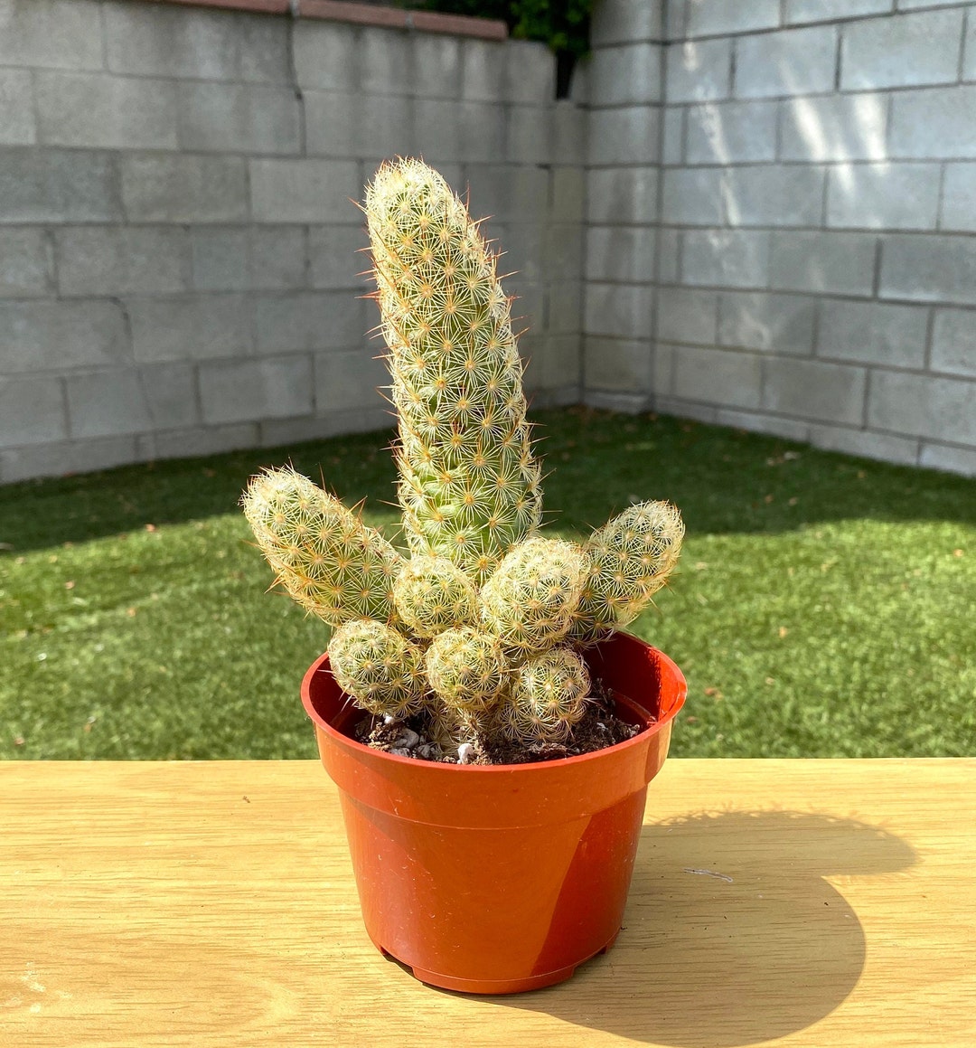 4 Lady Finger Cactus Angel Wing Cactus-optunia - Etsy