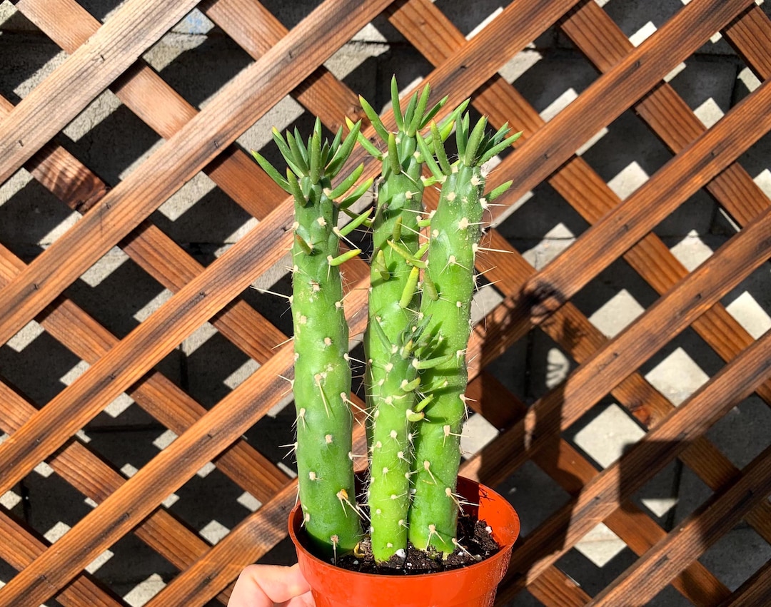 Large Eve's Needle Cactus Plant - Cacti Succulent - Plant - Live Cactus ...