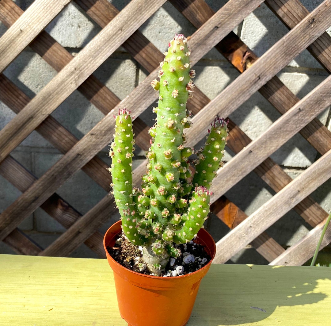 Eve's Needle 4 Large Cactus Plant Cacti Succulent Plant Live Cactus ...