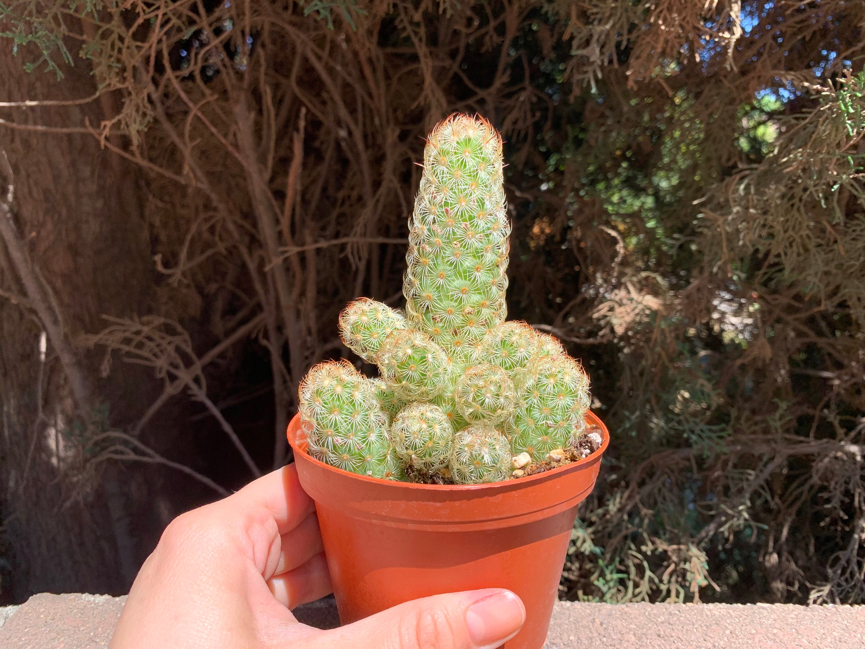 4 Lady Finger Cactus Angel Wing Cactus-optunia | Etsy