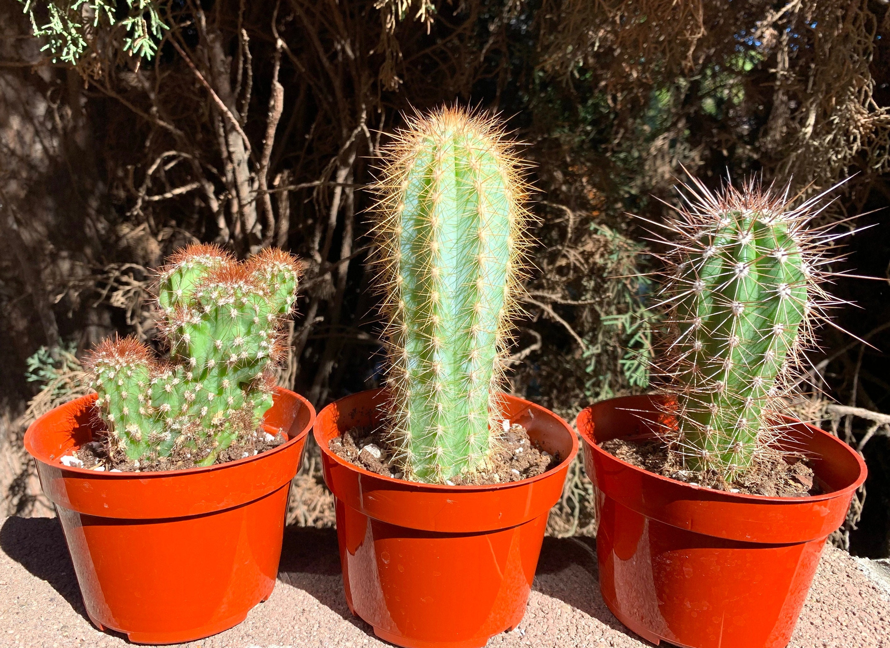 3-pack 4 Cactus Large Cactus Plant Cactus Plants - Etsy