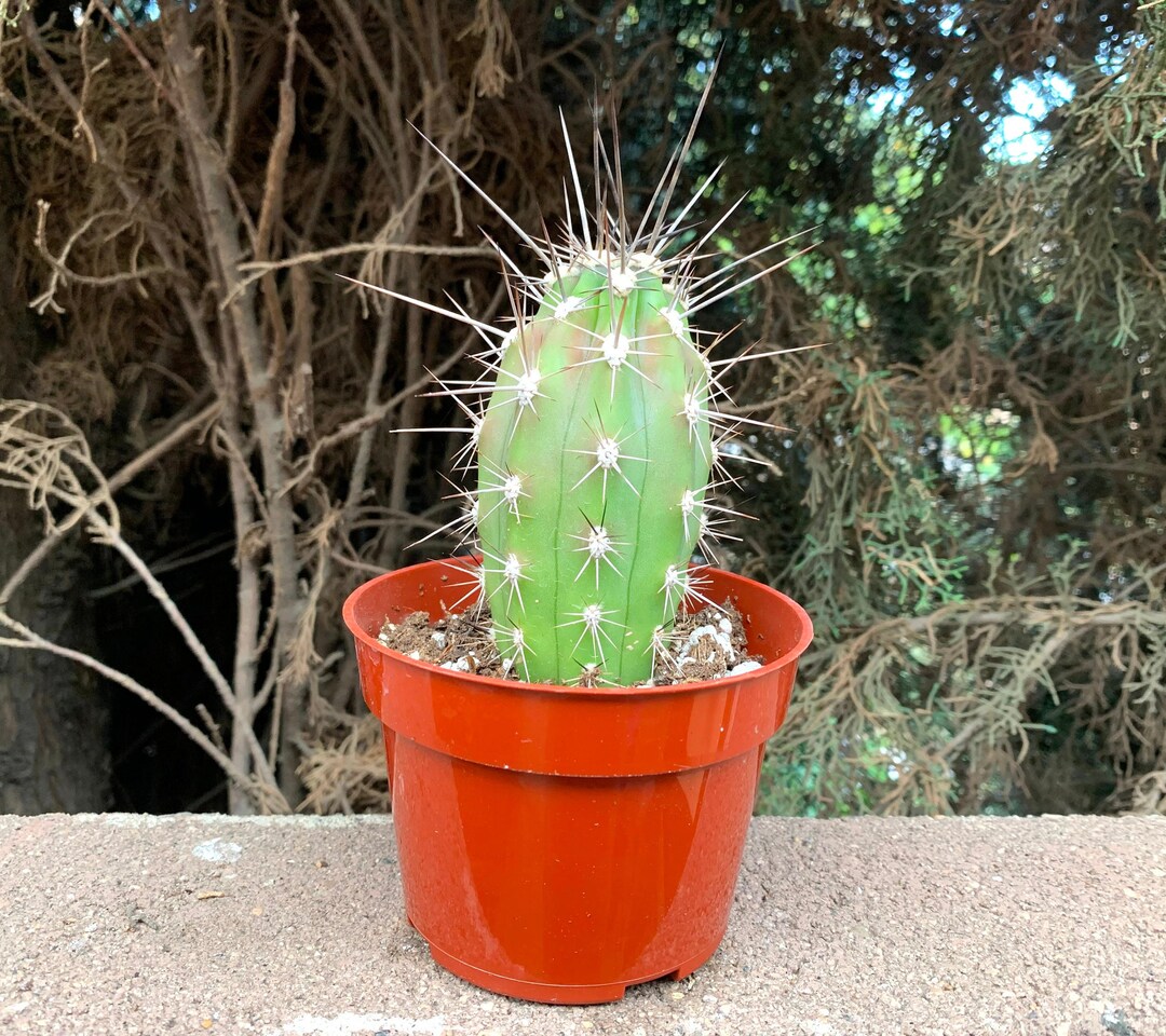 Rare Toothpick Cactus 4 Large Cactus-stetsonia - Etsy