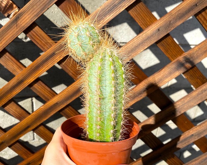 Rare Large Blue Torch Cactus Plant - Cacti Succulent-live Plant Unique ...