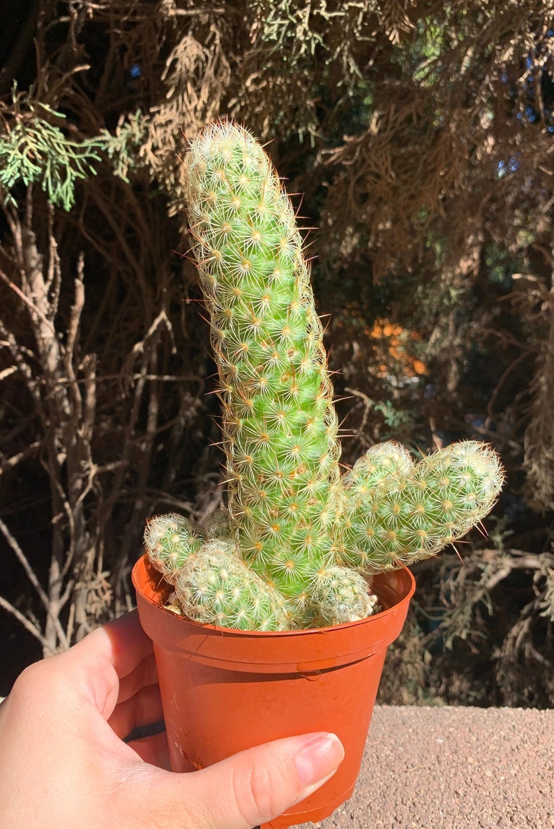 4 Lady Finger Cactus Angel Wing Cactus-optunia - Etsy