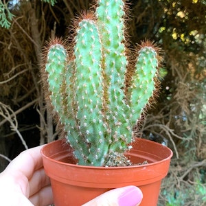 Cereus Peruvianus Curiosity Cactus Plant-succulent & Cacti - Etsy