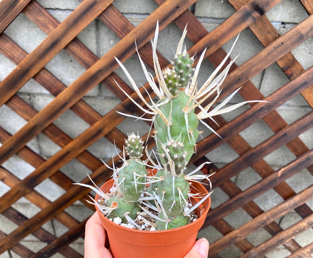 Tephrocactus Paper Spine 4 Cactus Plant cacti Succulent-opuntia ...