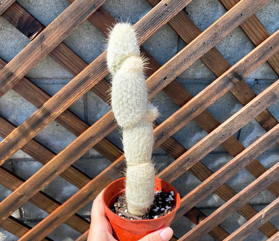 Large Old Man Cactus Plants Cactus Plants Cacti Succulent-live Plant ...