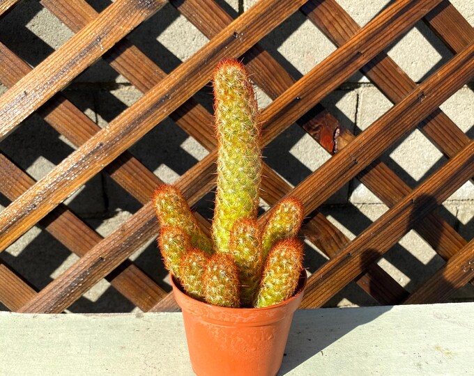 Large Lady Finger Cactus Plant - Cactus Plant - Live Cactus ...