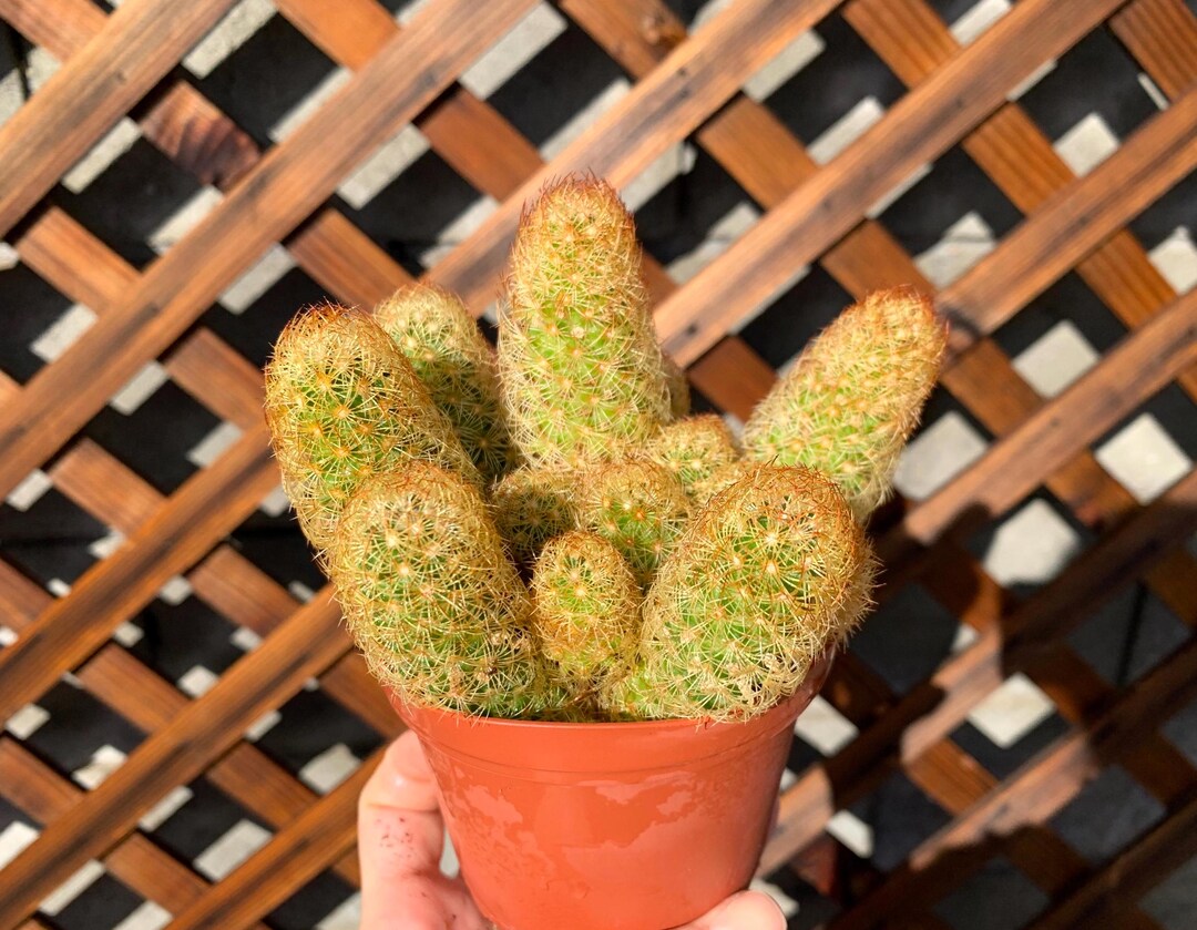 4" Large Lady Finger Cactus - Rare Cactus- Cacti Succulent - Unique ...