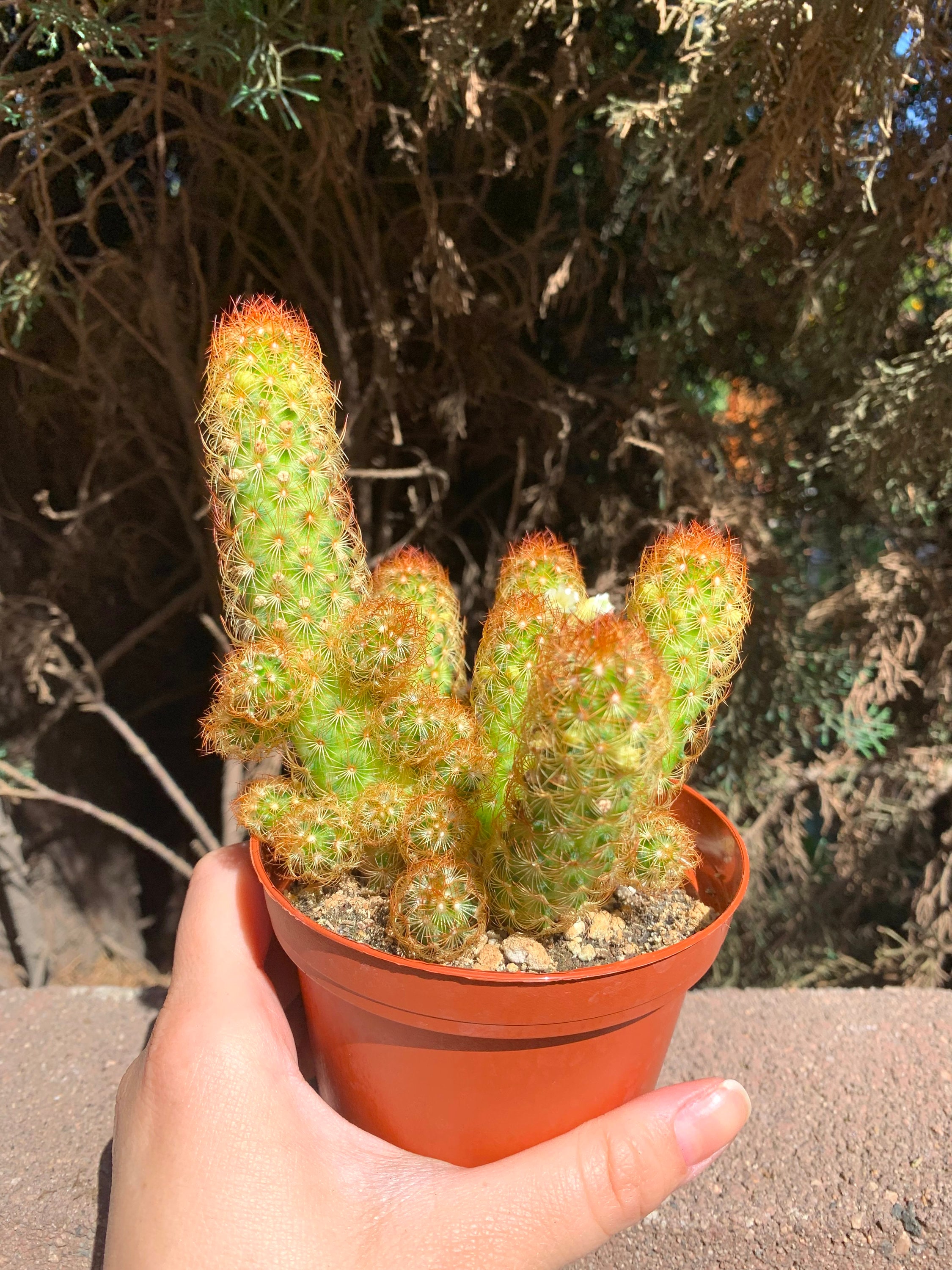 4 Lady Finger Cactus Plant Angel Wing Cactus | Etsy