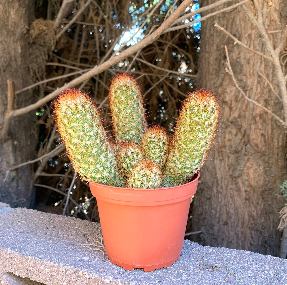 4 Lady Finger Cactus Plant Angel Wing Cactus - Etsy