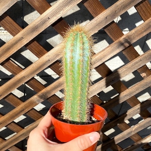 Large and Fat Blue Torch Cactus Plant Cacti Succulent-live Plant Unique ...