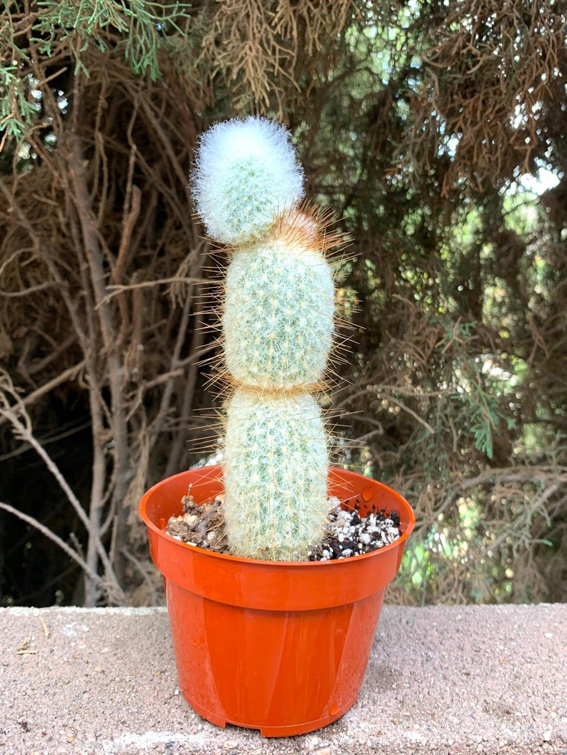 Old Man Cactus Plant Large Cactus Plant White Cactus - Etsy