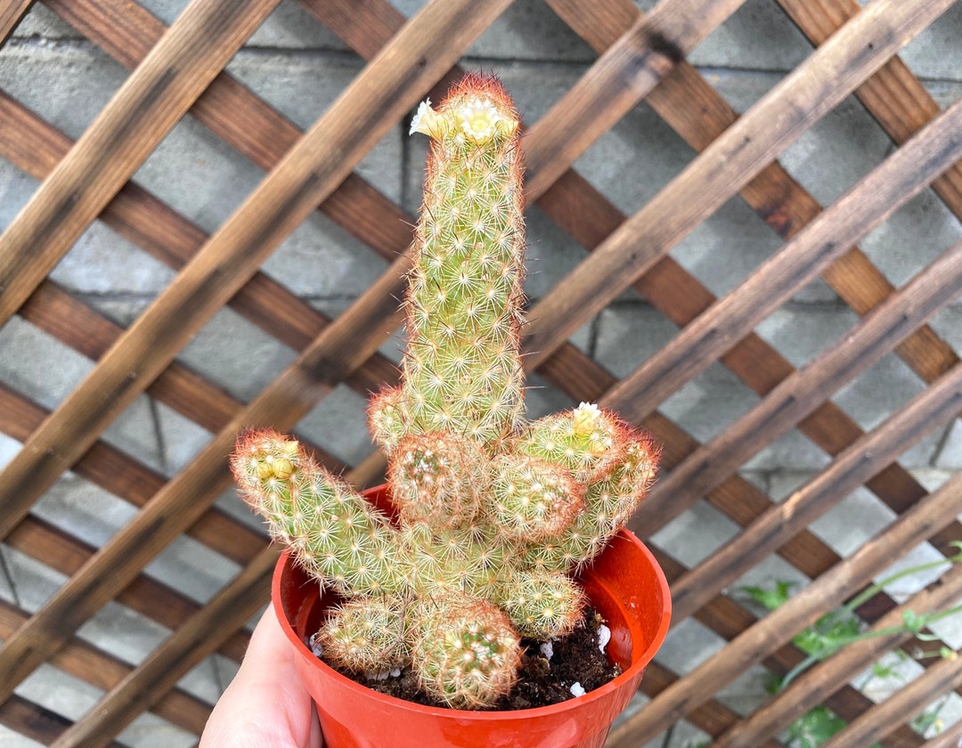 4 Large Lady Finger Cactus Rare Cactus Cacti Succulent Unique Plants ...