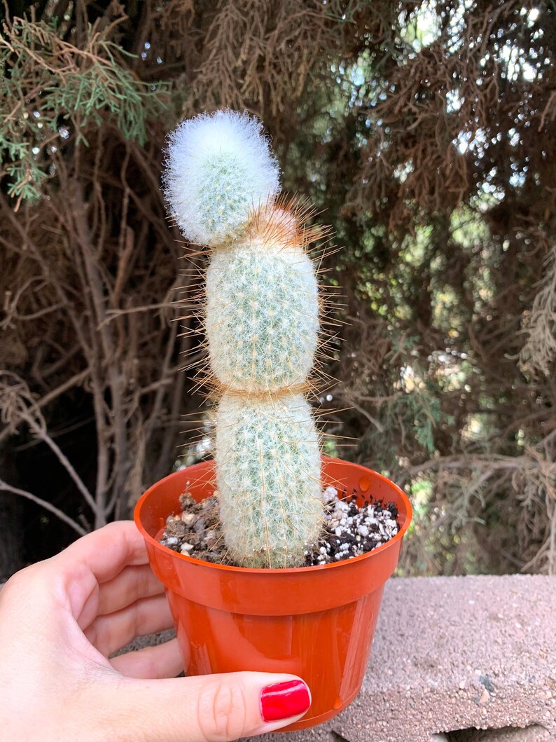 Old Man Cactus Plant Large Cactus Plant White Cactus - Etsy