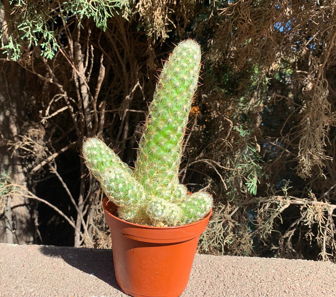 4 Lady Finger Cactus Angel Wing Cactus-optunia - Etsy