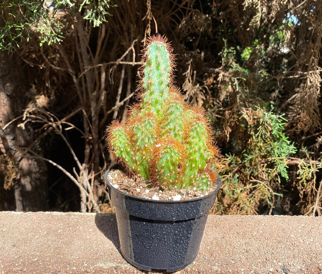 Cereus Peruvianus Curiosity Cactus Plant Succulent & Cacti-live Cactus ...