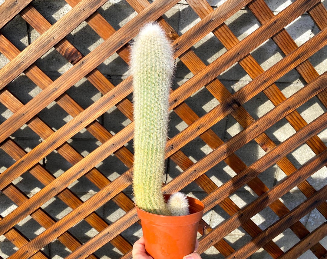 Large Old Man Cactus Plants - Cactus Plants - Cacti Succulent-live ...