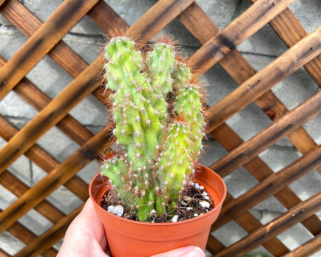 Cereus Peruvianus Curiosity Cactus Plant-succulent & Cacti Live Cactus ...