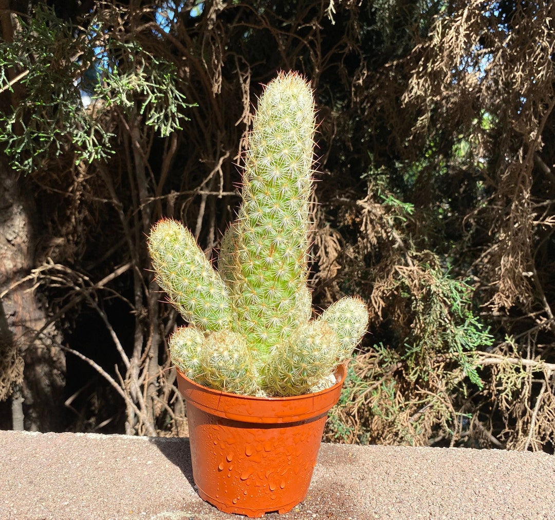 4 Lady Finger Cactus Plant Succulents-live Cactus-live - Etsy