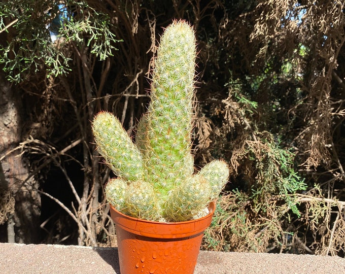 4 Lady Finger Cactus Plant Succulents-live Cactus-live Succulent-cactus ...