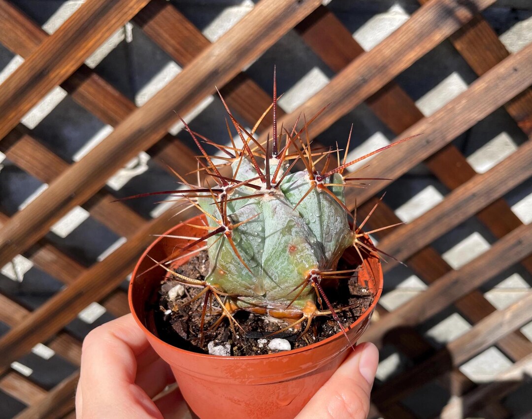 Large Devil's Tongue - 4" Cactus Plant - Cacti Succulent-live Plant Unique - Plant-live Cactus ...