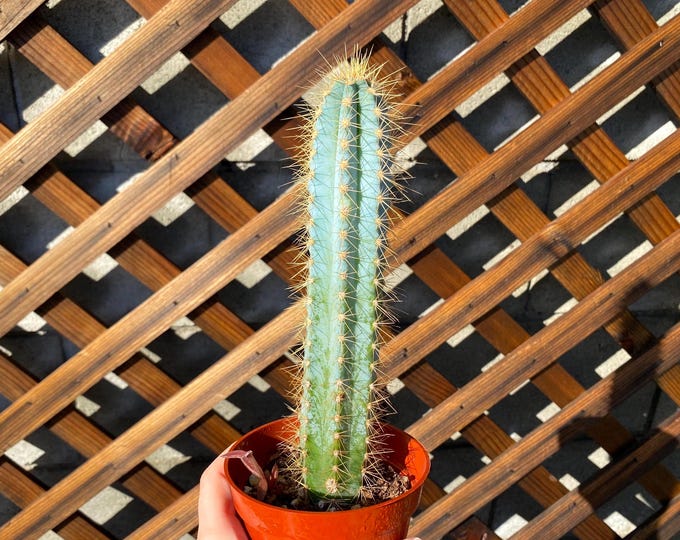 Large and Fat Blue Torch Cactus Plant - Cacti Succulent-live Plant ...