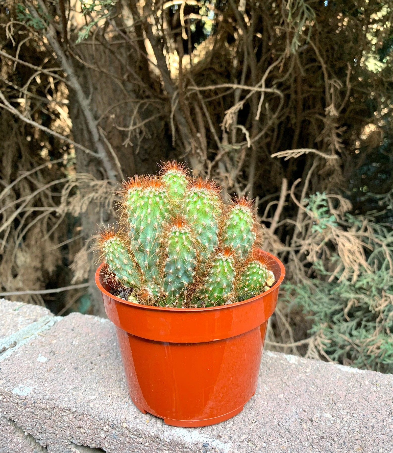 Cereus Peruvianus Curiosity Cactus Plant-Succulent & Cacti | Etsy