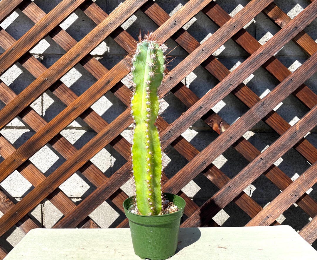 Cereus Peruvianus Curiosity Cactus Plant-succulent & Cacti Live Cactus ...