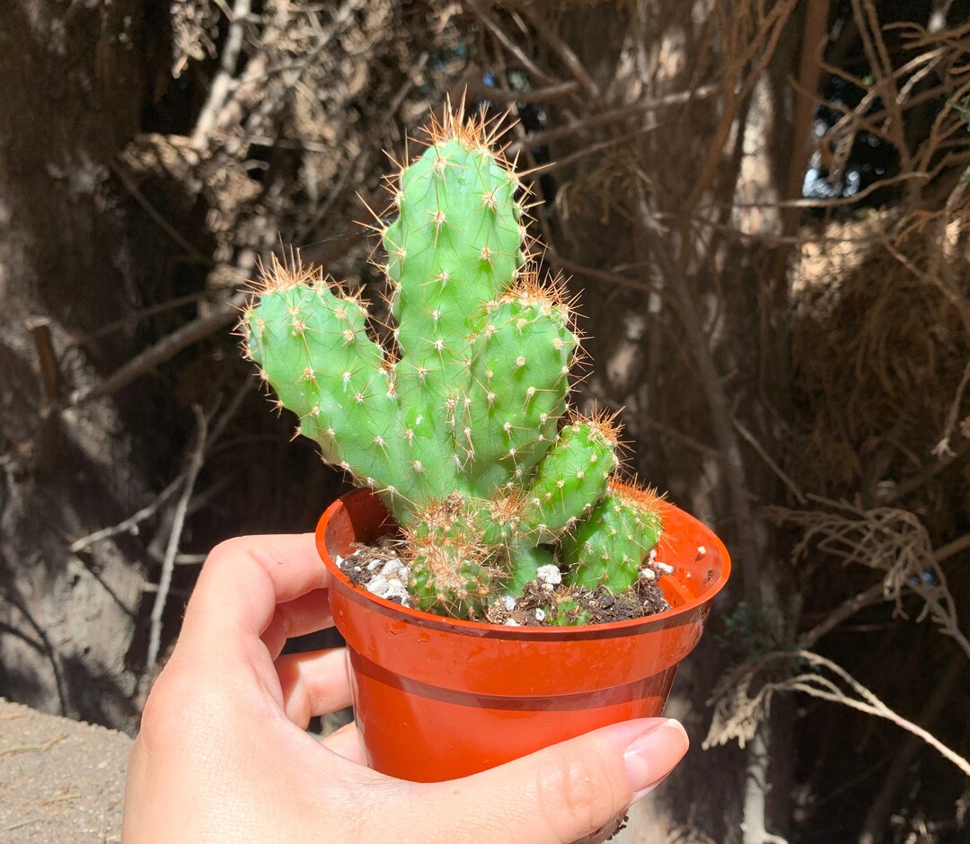 4 Cactus Cereus Peruvianus Curiosity Cactus Plant Cacti Succulent-live ...