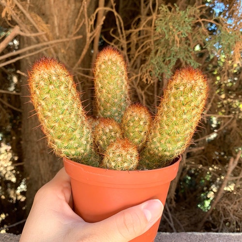 4 Lady Finger Cactus Plant Angel Wing Cactus - Etsy
