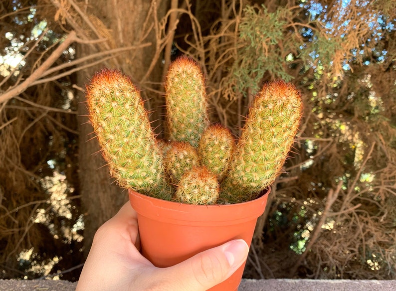 4 Lady Finger Cactus Plant Angel Wing Cactus - Etsy