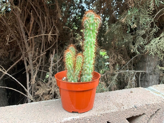 Cereus Peruvianus Curiosity Cactus Plant-succulent & Cacti - Etsy